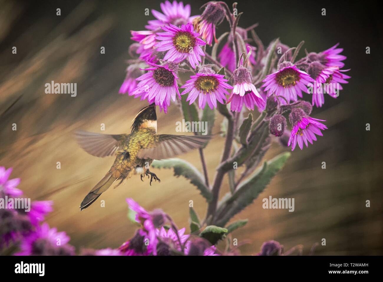 Helmetcrest hi-res stock photography and images - Alamy