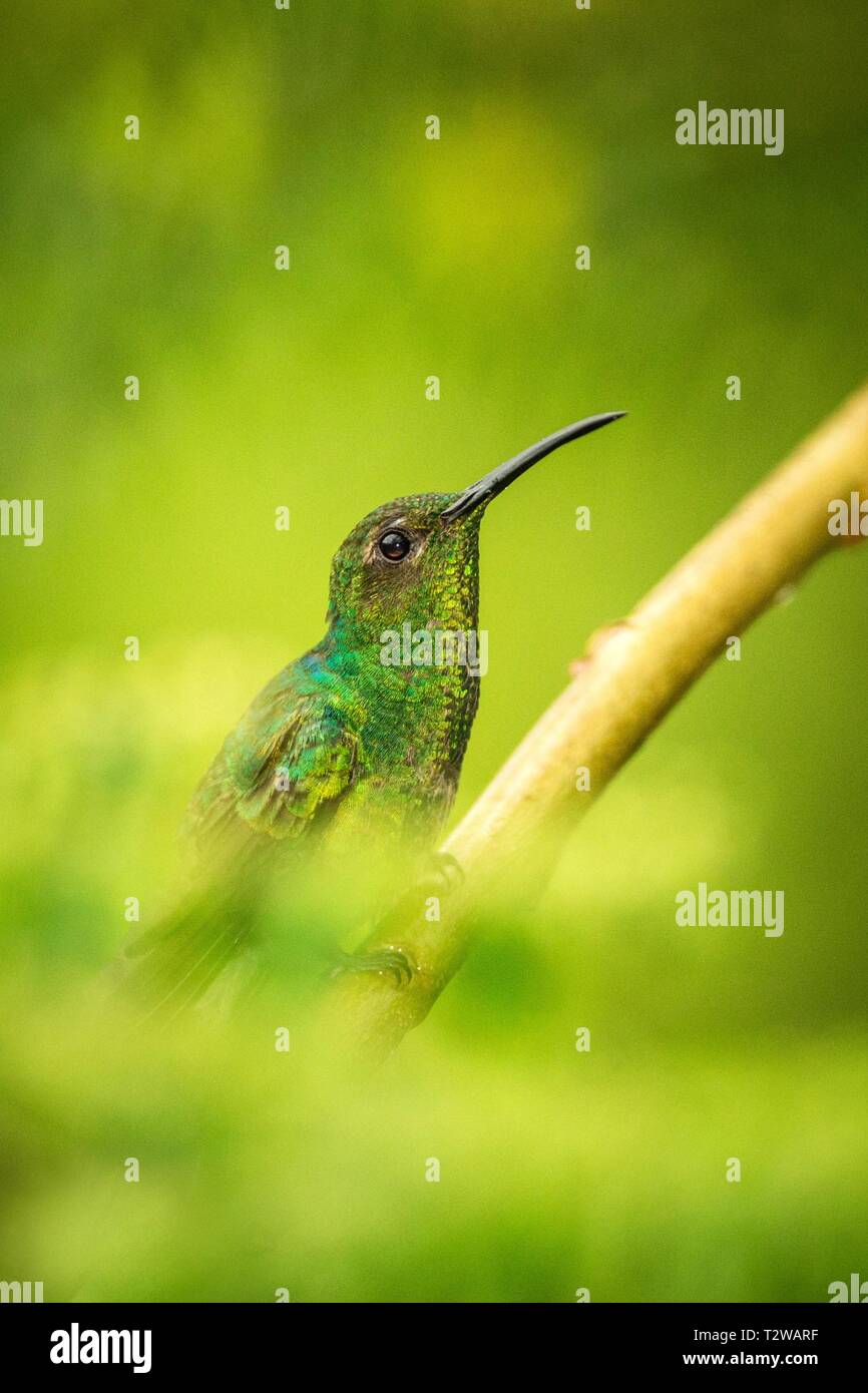 Glowing puffleg hummingbird hi-res stock photography and images - Alamy