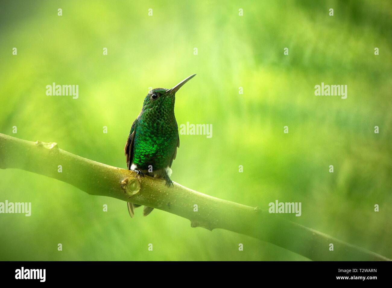 Glowing Puffleg sitting on branch, hummingbird from tropical rain ...