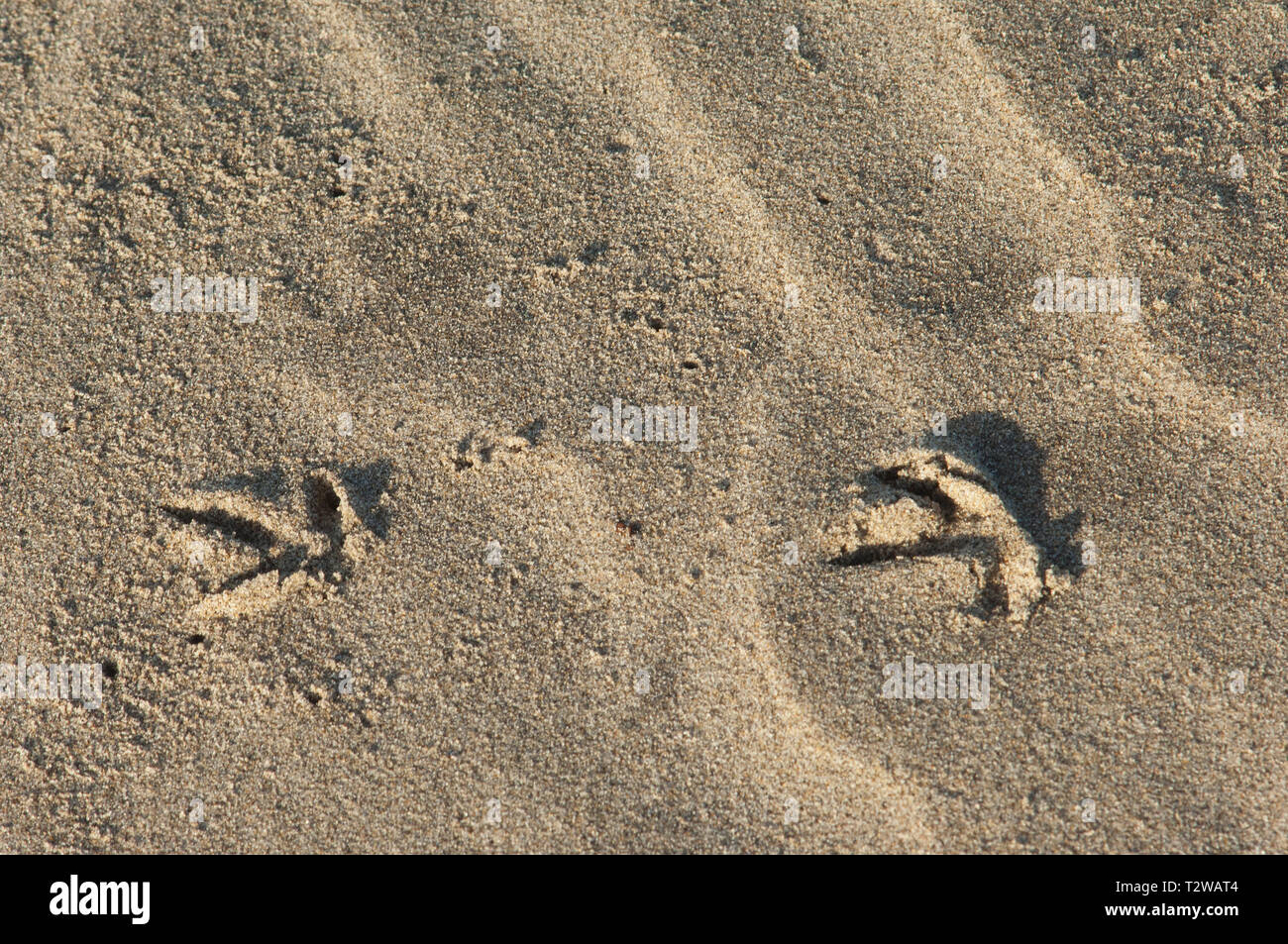 Bird tracks in the sand at Surf Beach near Lompoc, central California ...