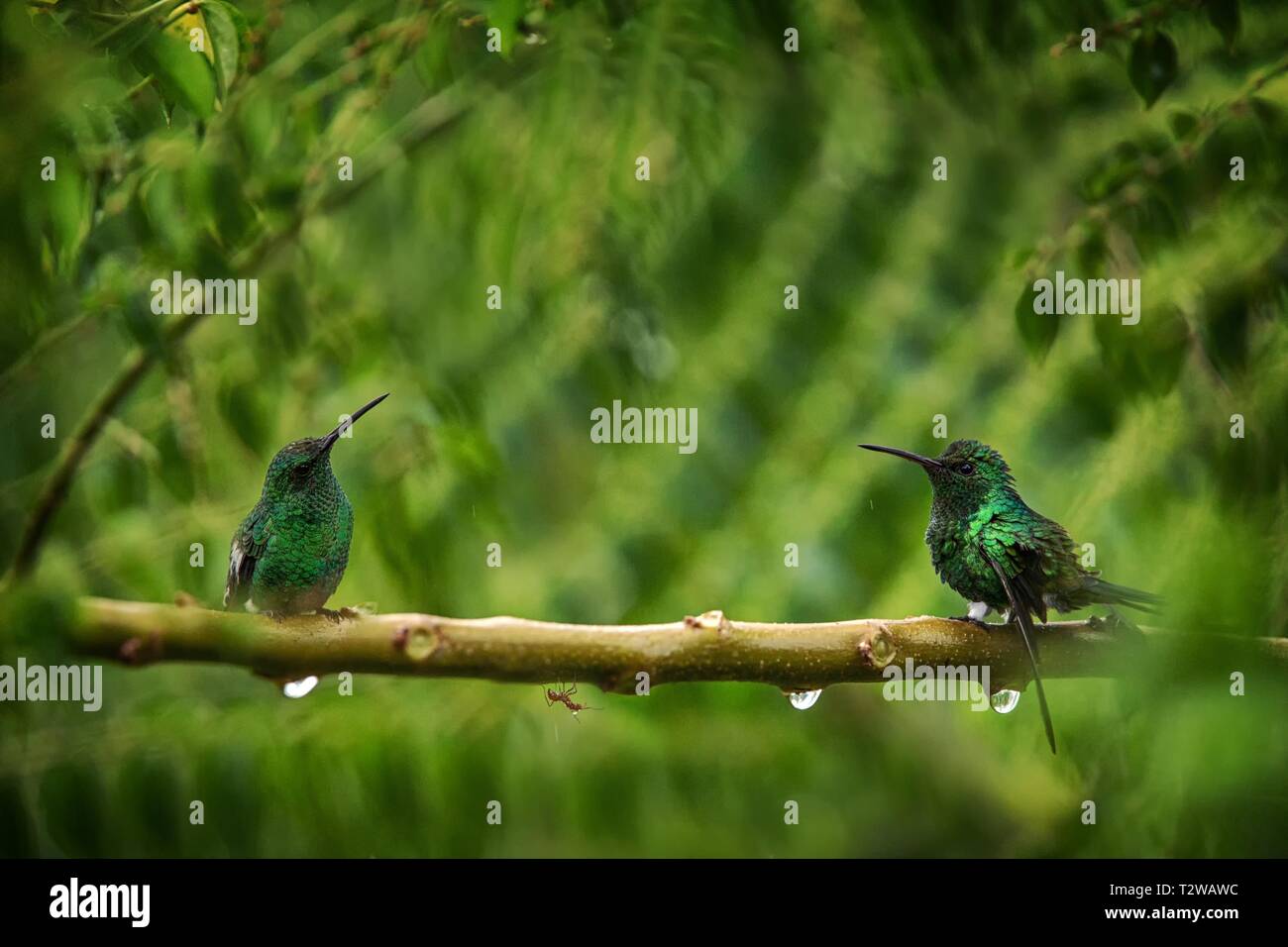 Two hummingbirds Glowing Puffleg sitting on branch in rain in tropical ...