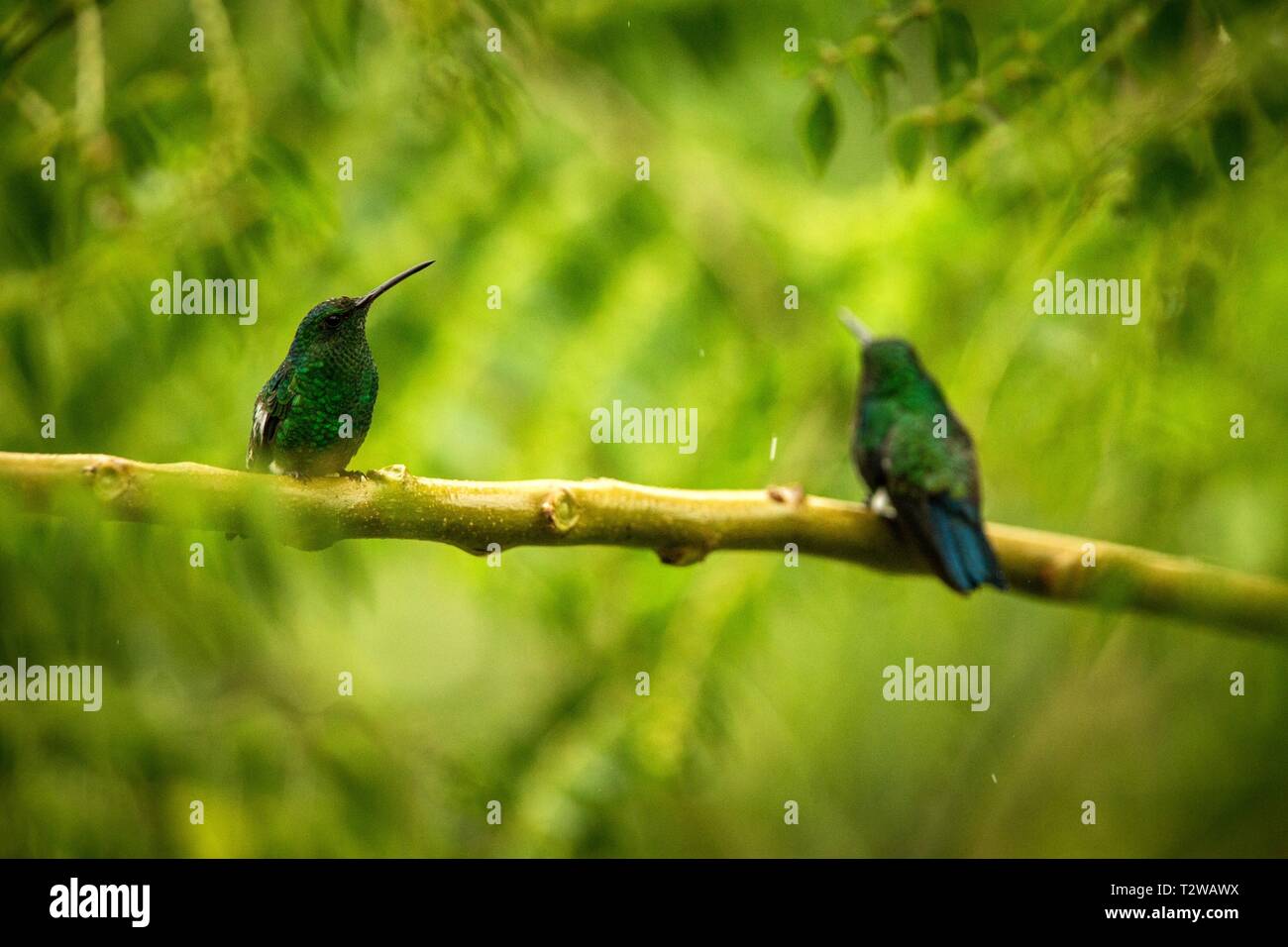 Two hummingbirds Glowing Puffleg sitting on branch in rain in tropical ...