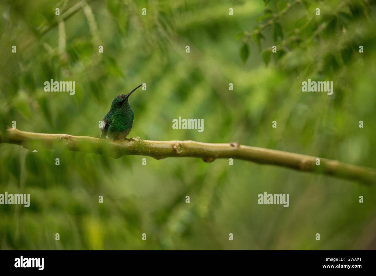 steely-vented hummingbird sitting on branch in rain, hummingbird from ...