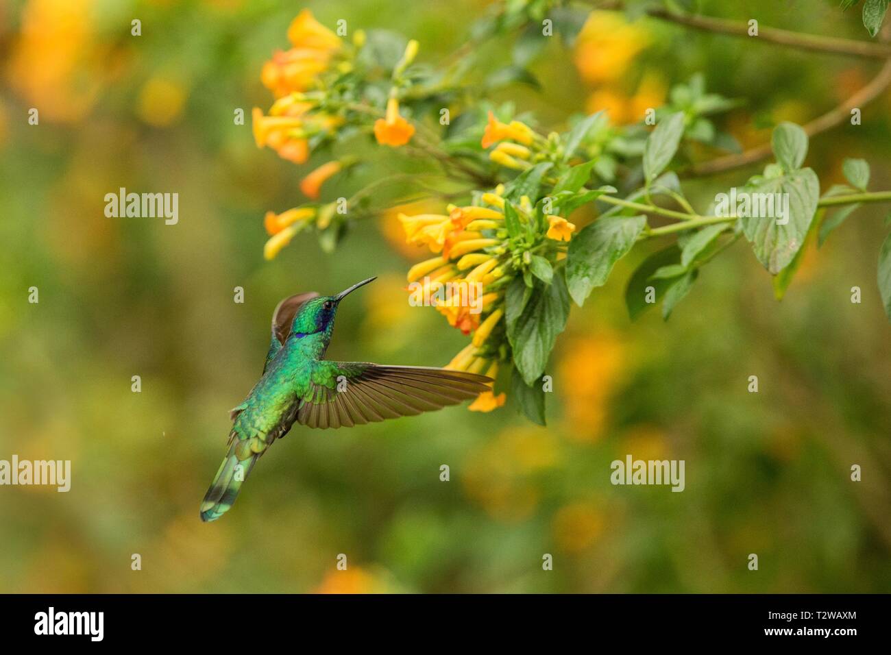 Green violetear, Colibri thalassinus, hovering next to yellow flower in ...