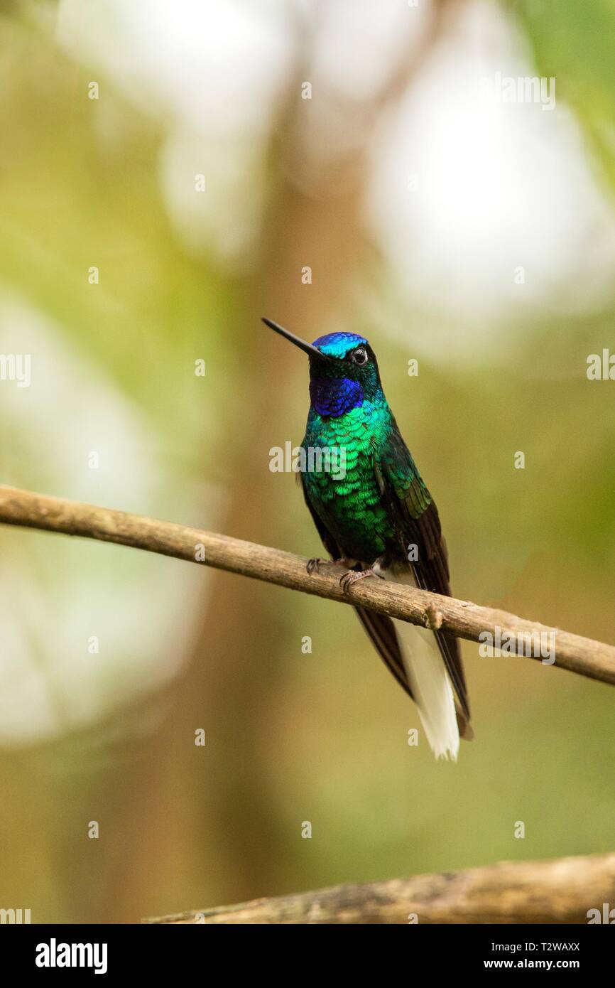 Endemic Santa Marta sabrewing sitting on branch,hummingbird from ...
