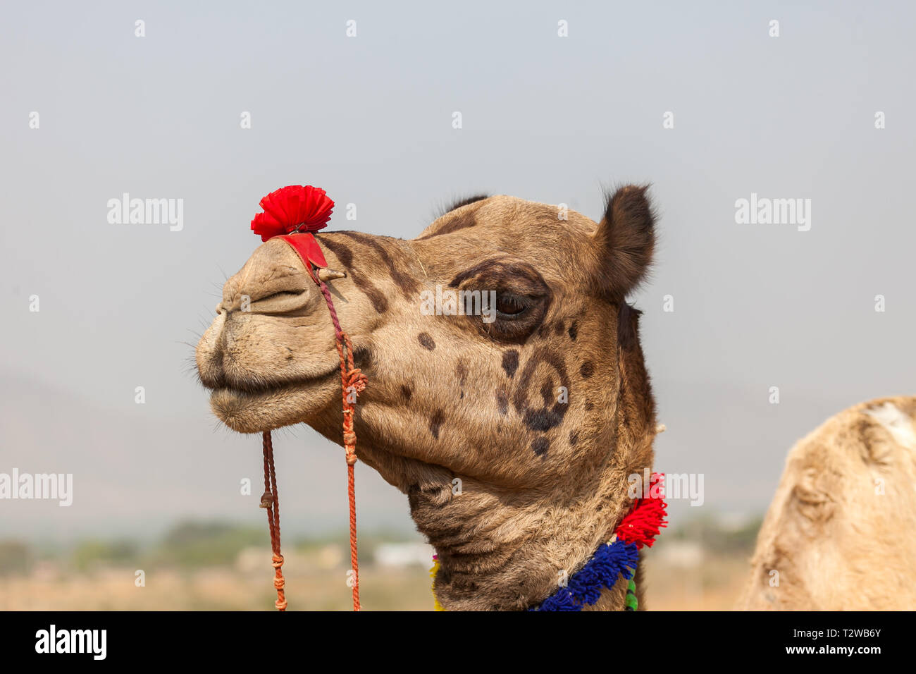 Beautiful decorated camel pulling a carriage with lazy people inside at ...