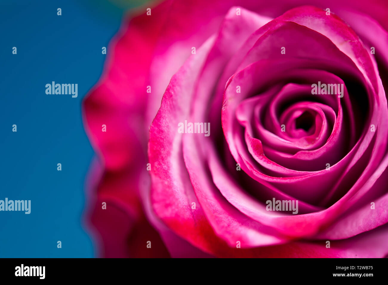 Rose view hi-res stock photography and images - Alamy