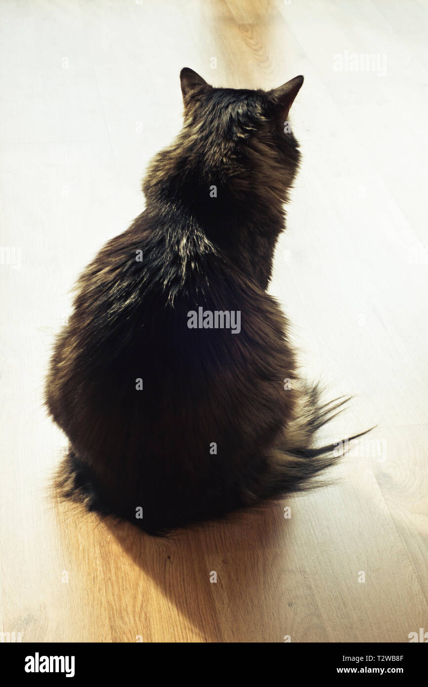 domestic cat sitting on the floor, view from behind Stock Photo - Alamy