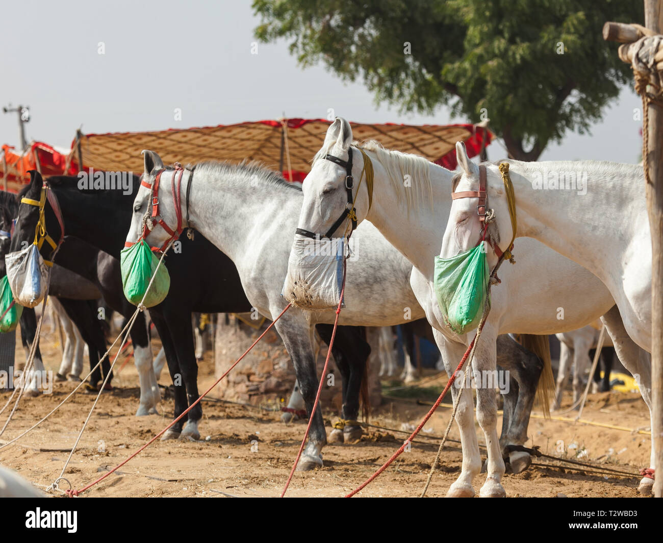 Horses from the Pushkar Mela at the Pushkar Festival that happens ...