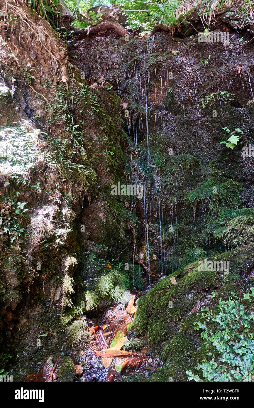 Small streams of water flow down the moss-covered slope. Green ...