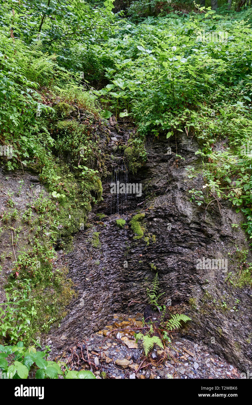 Small streams of water flow down the moss-covered slope. Green ...