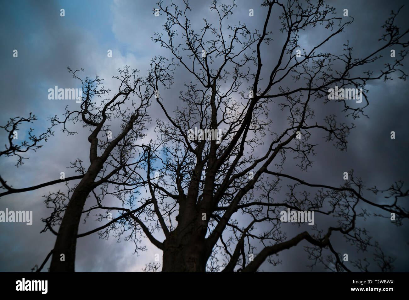 Tree silhouette at sunset Stock Photo - Alamy