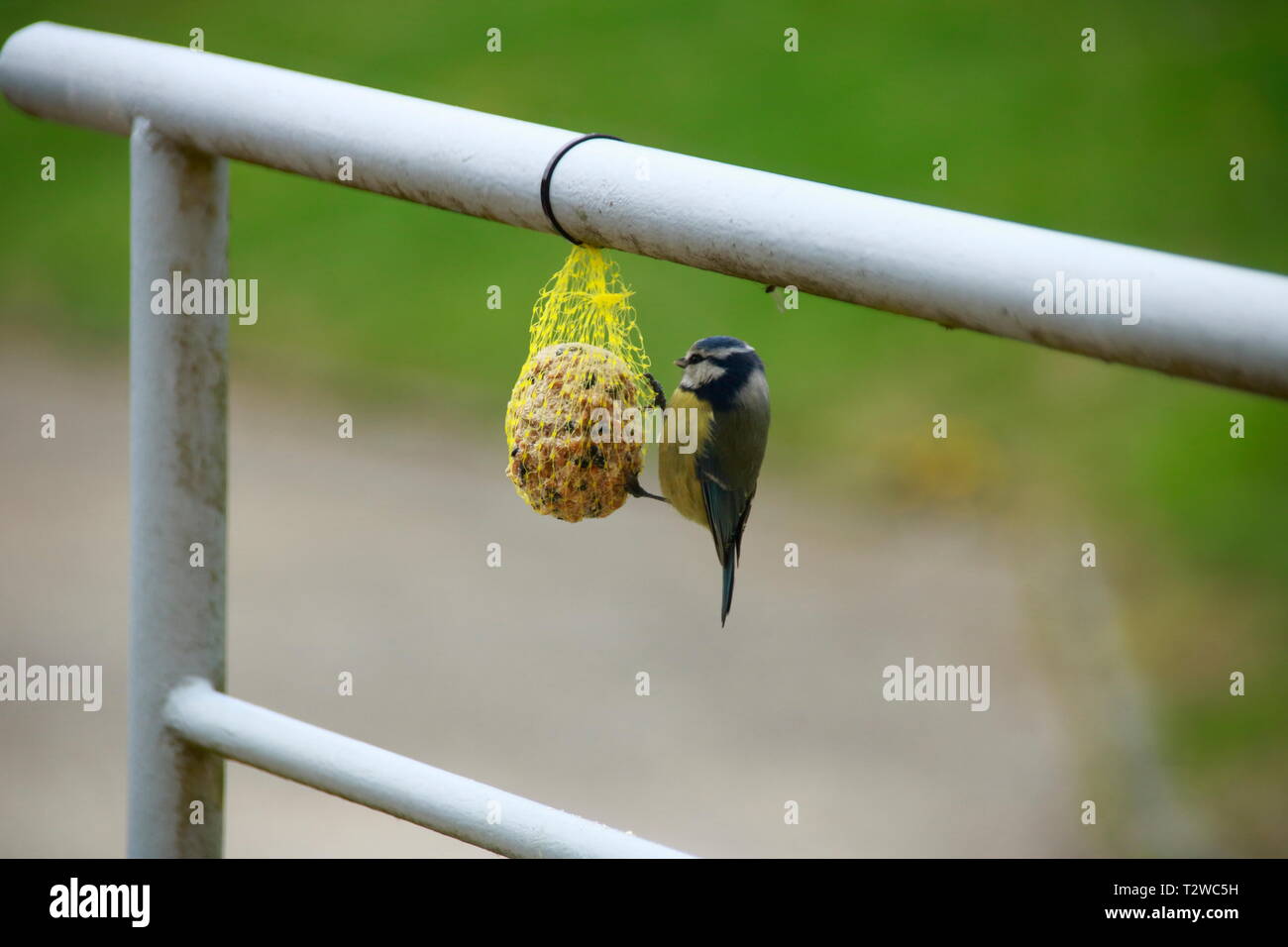Meise is picking food from a dumpling Stock Photo - Alamy