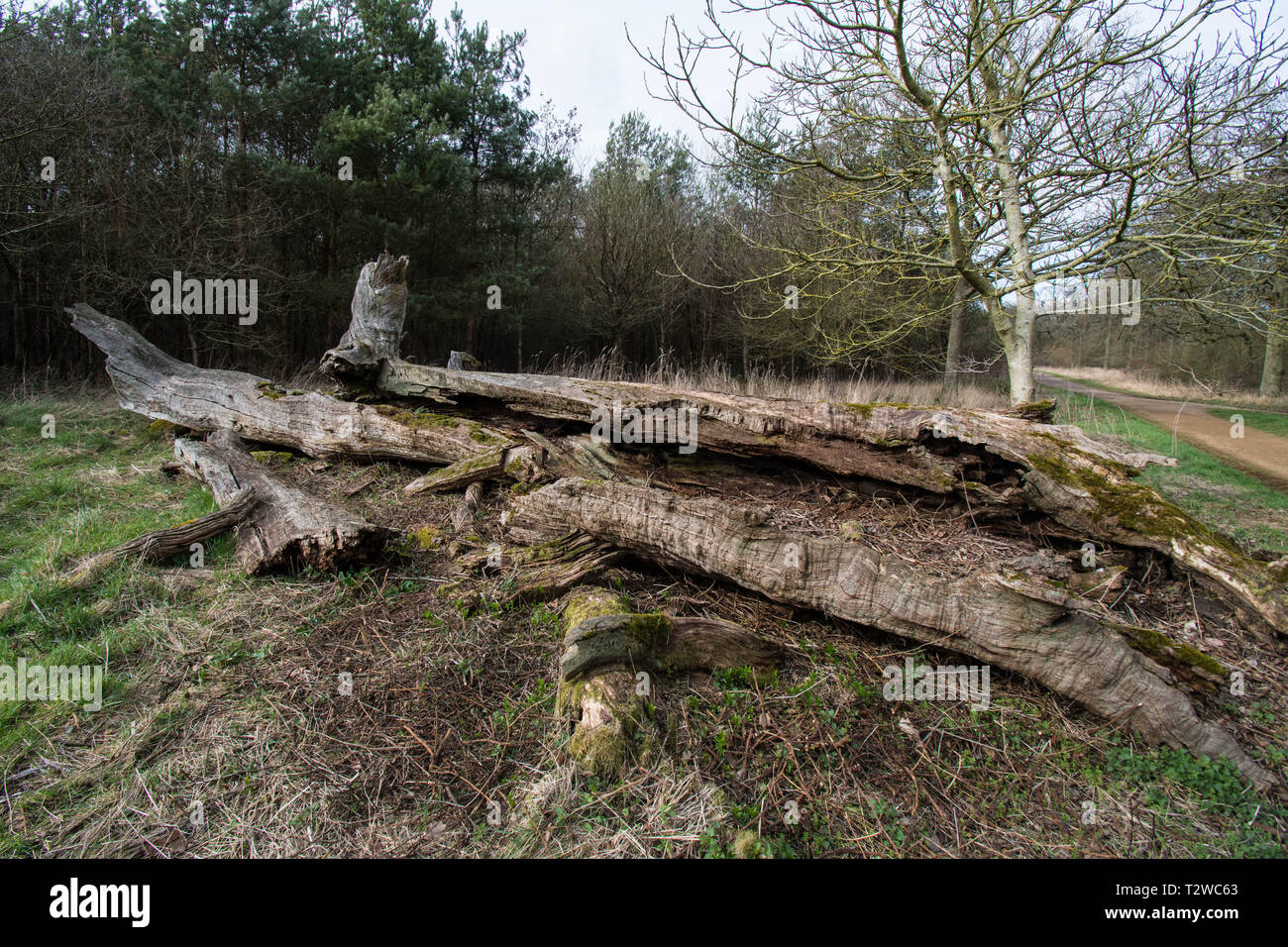 Spring In Salcey Forest High Resolution Stock Photography and Images ...