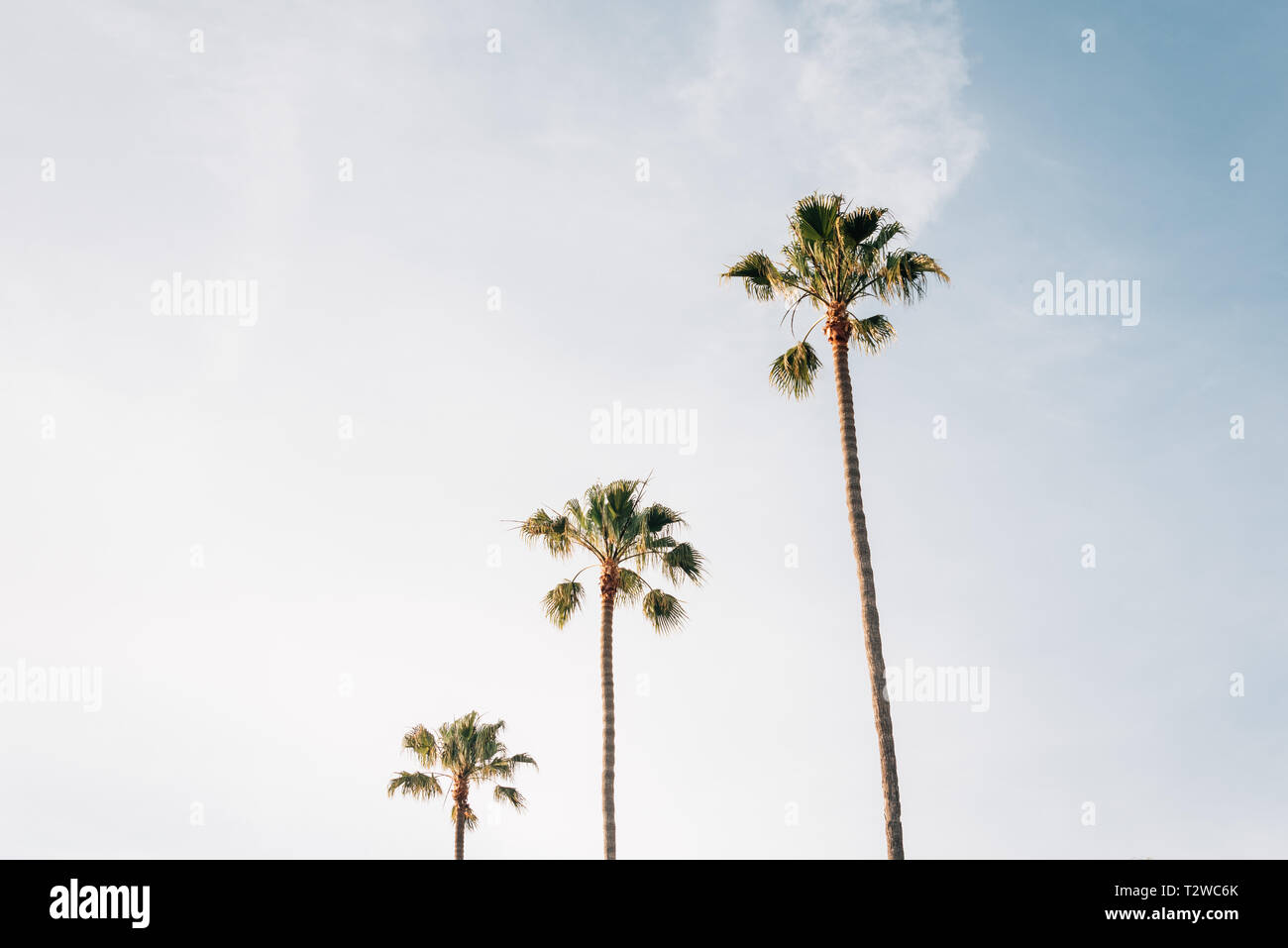 Palm trees in Laguna Beach, Orange County, California Stock Photo - Alamy