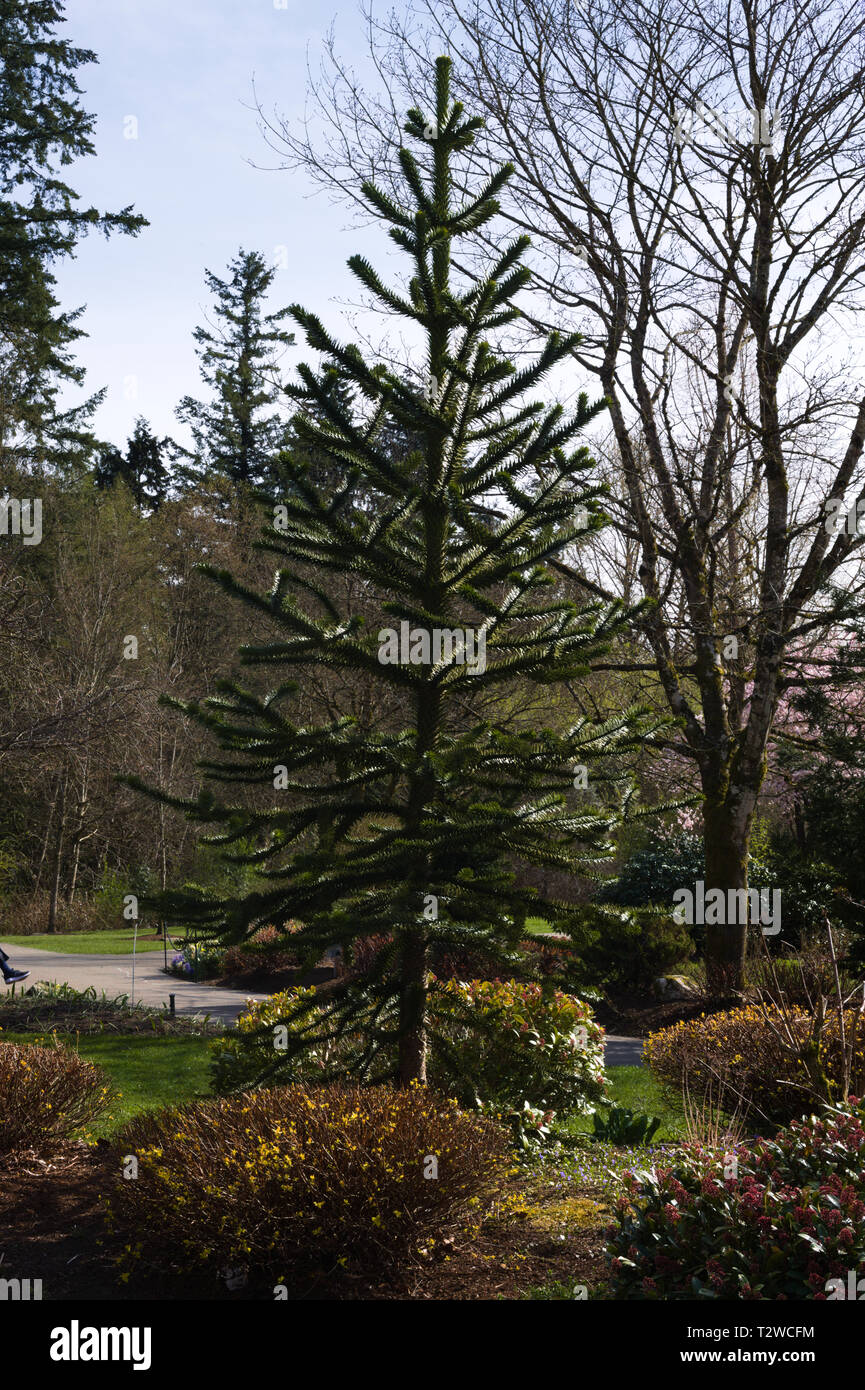 Monkey-Puzzle trees in Bear Creek Park in Surrey, British Columbia ...