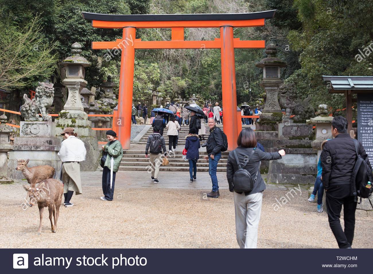 Shrine Torii Nara Kasuga Shinto High Resolution Stock Photography and ...
