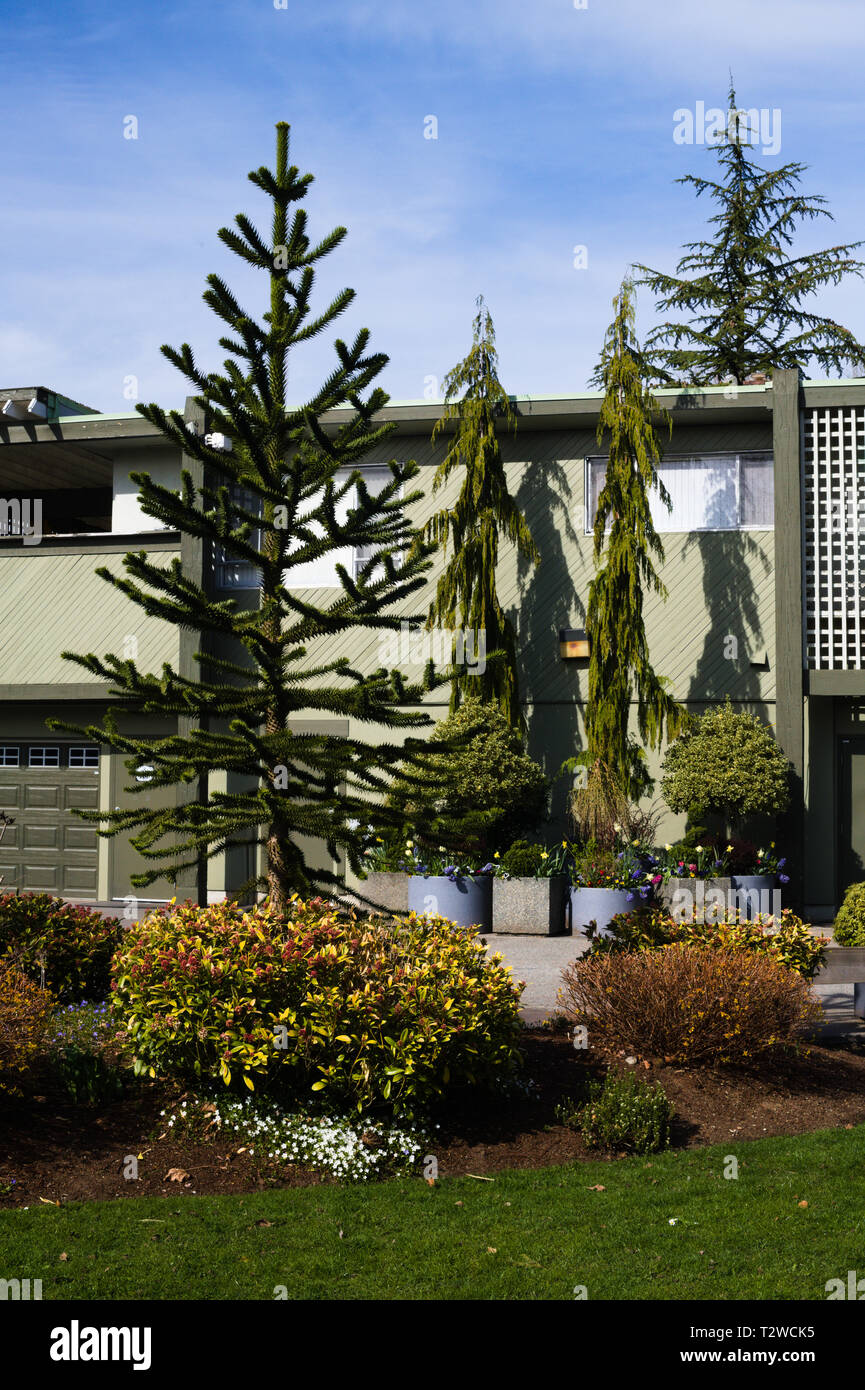 Monkey-Puzzle trees in Bear Creek Park in Surrey, British Columbia ...