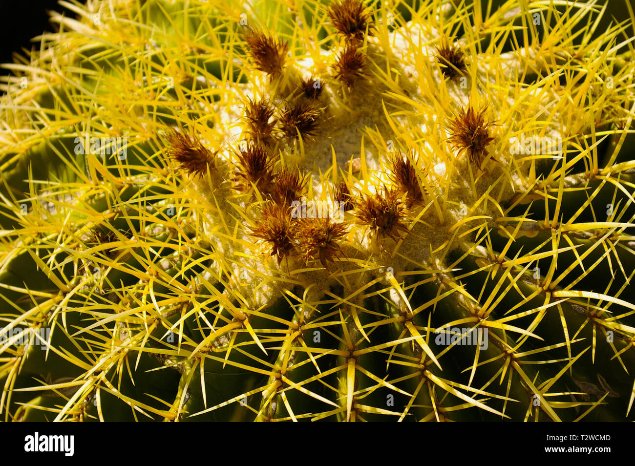Cacti in habitat hi-res stock photography and images - Alamy