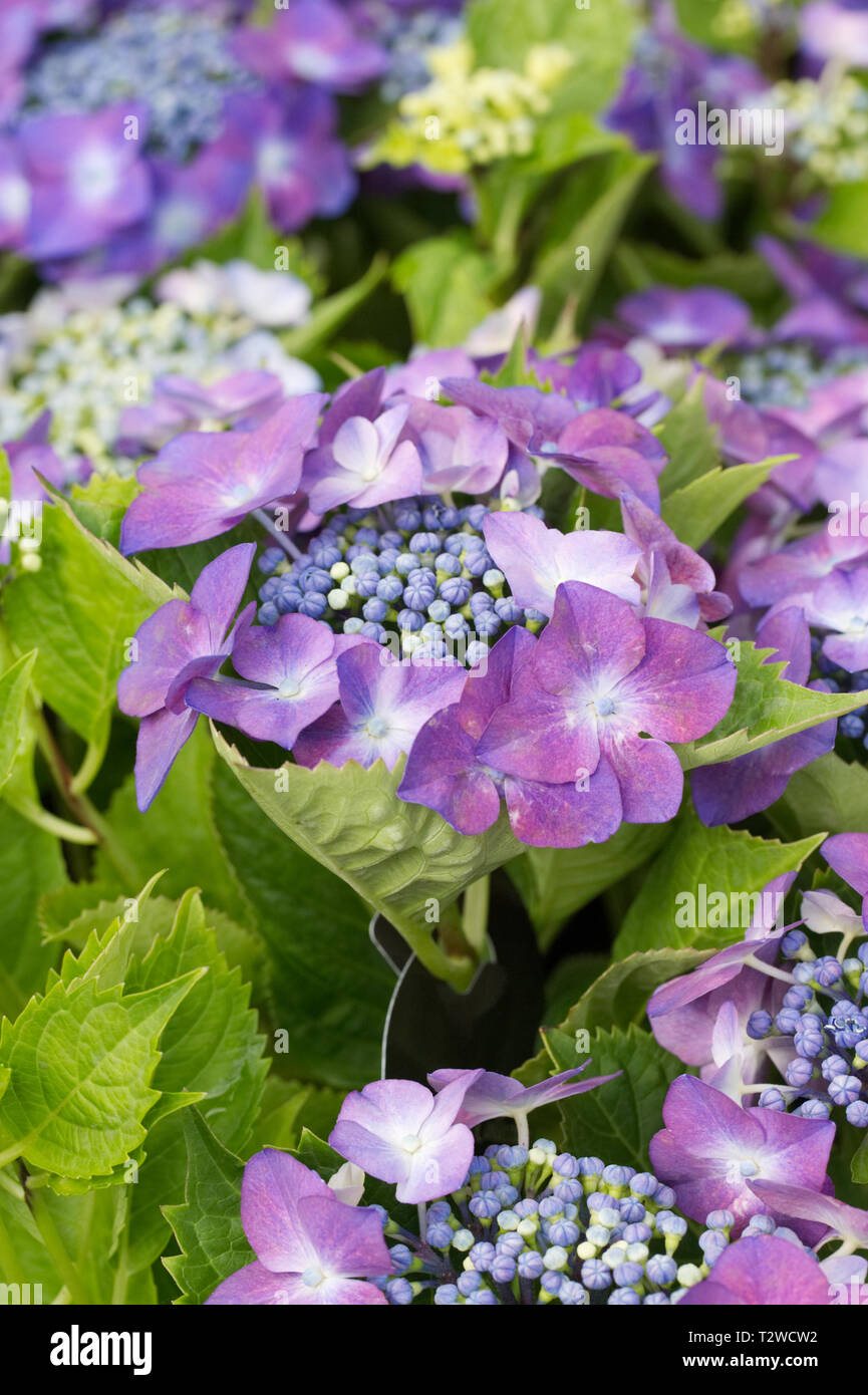 Hydrangea macrophylla 'Kardinal Violet' flowers Stock Photo - Alamy