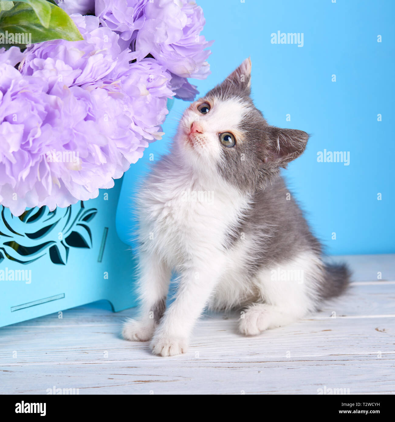 Cat examines purple flowers. A funny kitten visiting a photographer ...