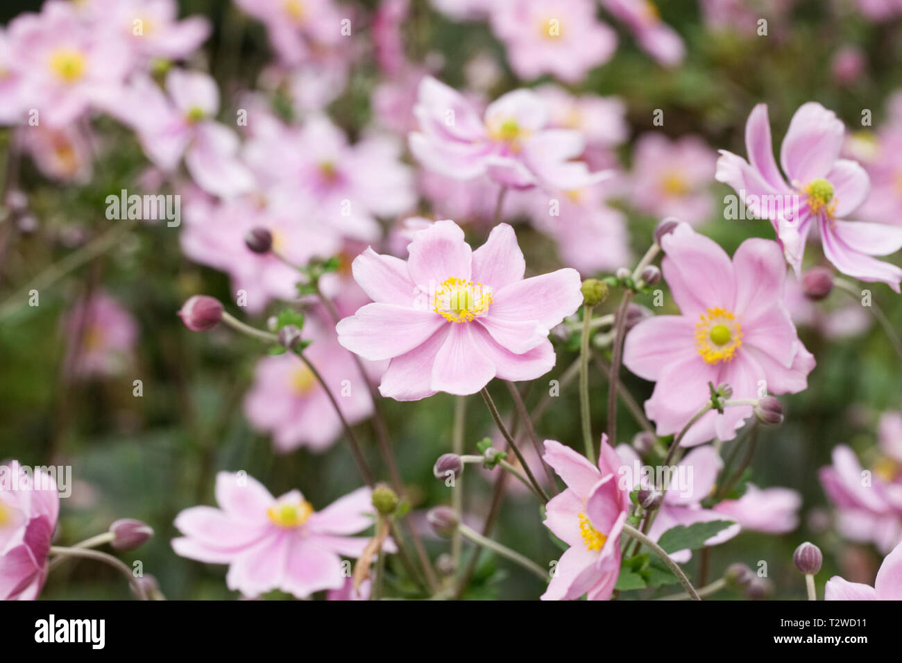 Japanese Anemones flowering in late summer Stock Photo - Alamy