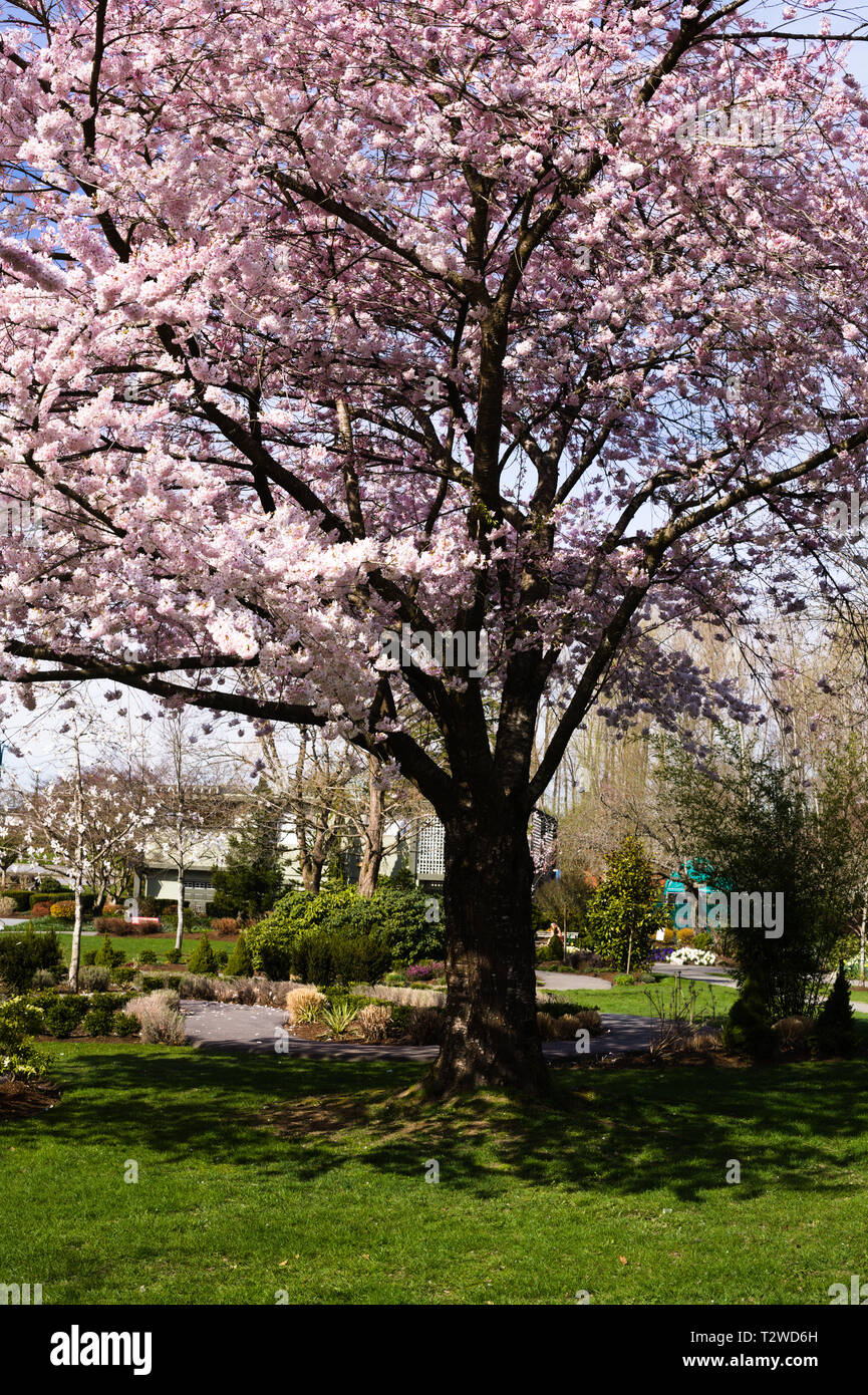 Cherry blossoms in Bear Creek Park, Surrey, British Columbia, Canada ...