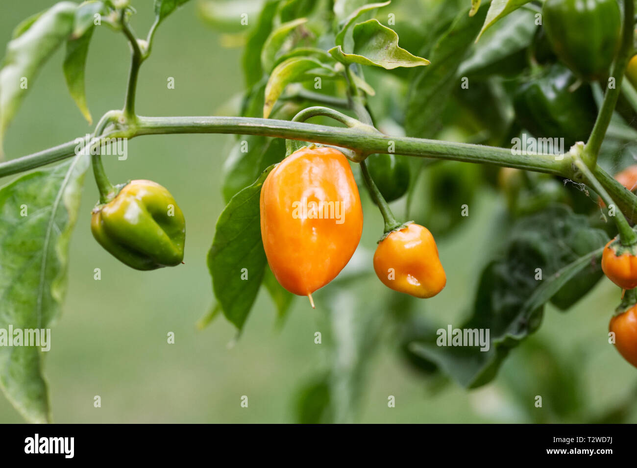 Capsicum annuum hot pepper hi-res stock photography and images - Alamy