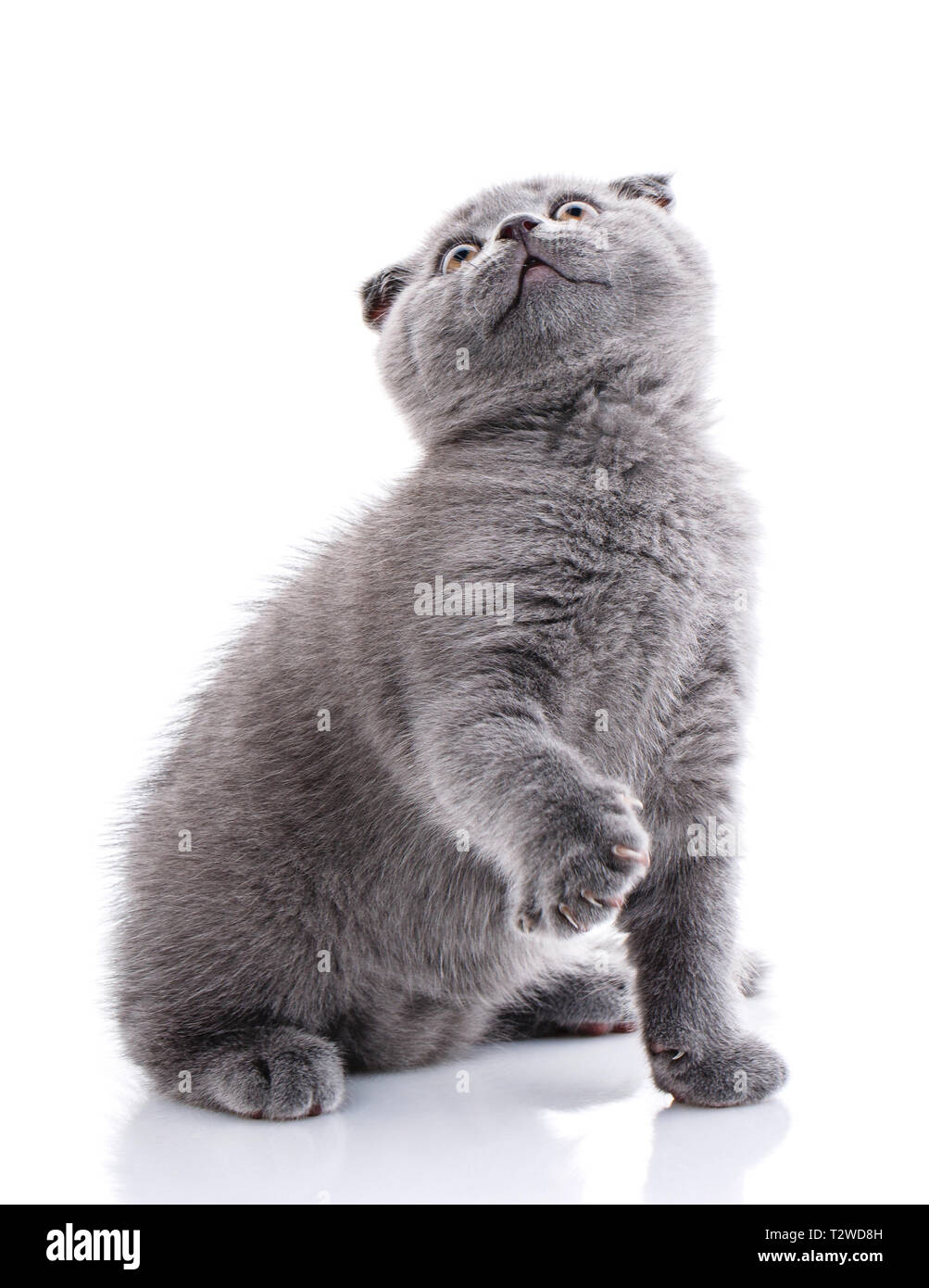 Scottish fold kitten. Gray kitten on photo studio. Cat standing on hind ...