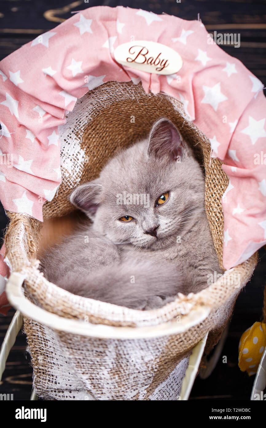 Scottish straight kitten. Gray kitten on photo studio. Professional ...