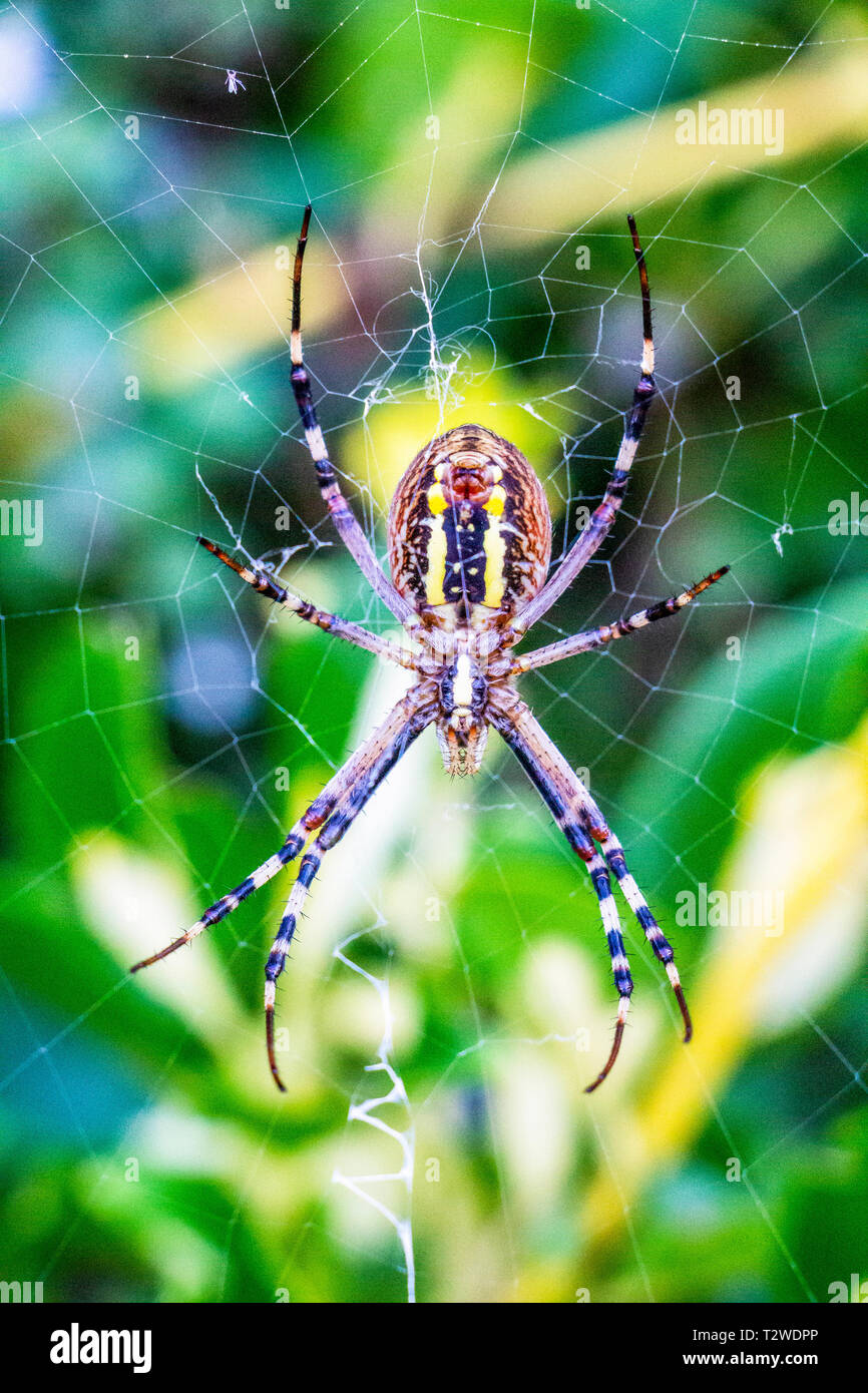 Spider Ventral View High Resolution Stock Photography and Images - Alamy
