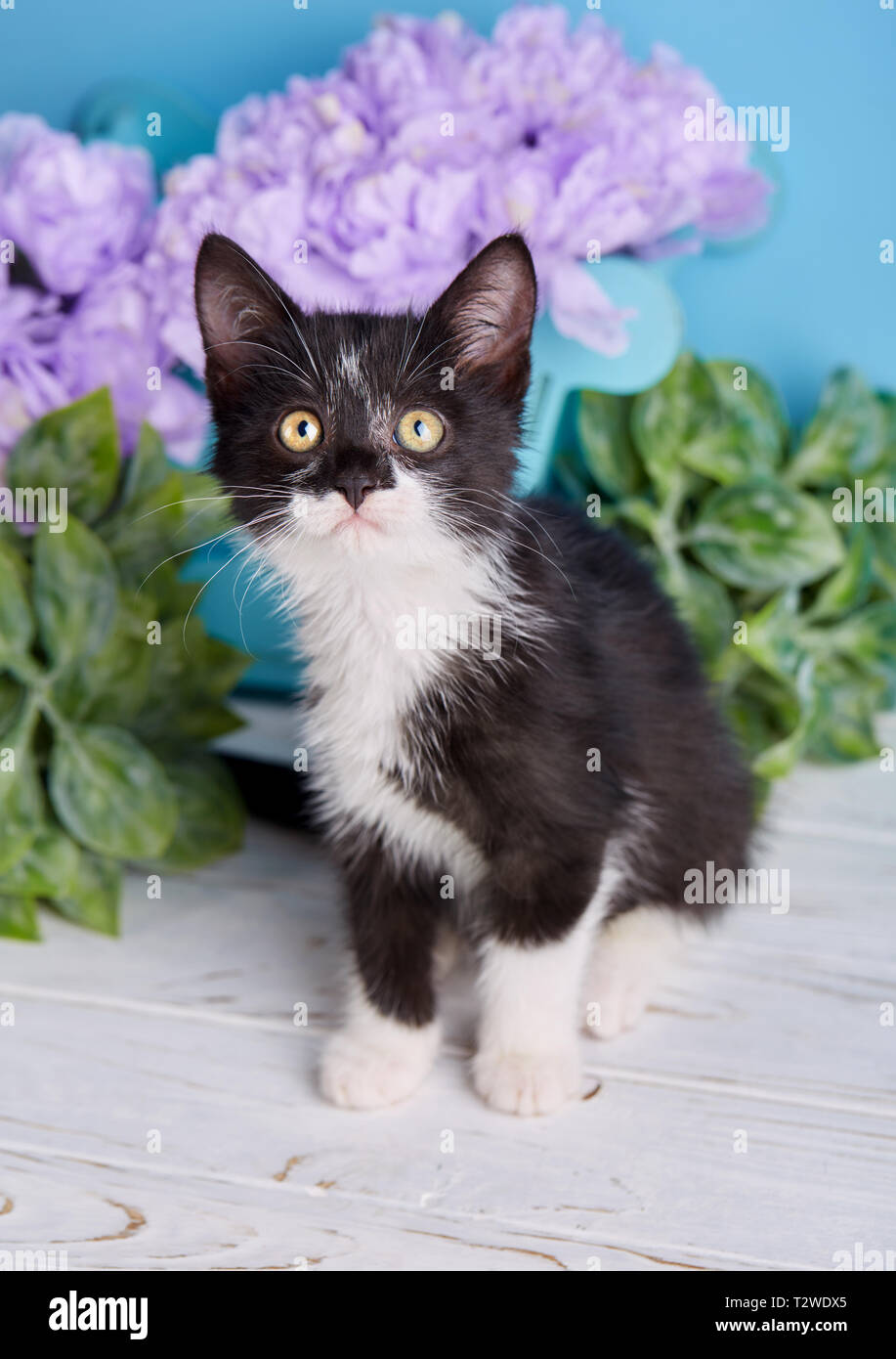The cat poses for the photographer. A cat stands next to a decorative ...