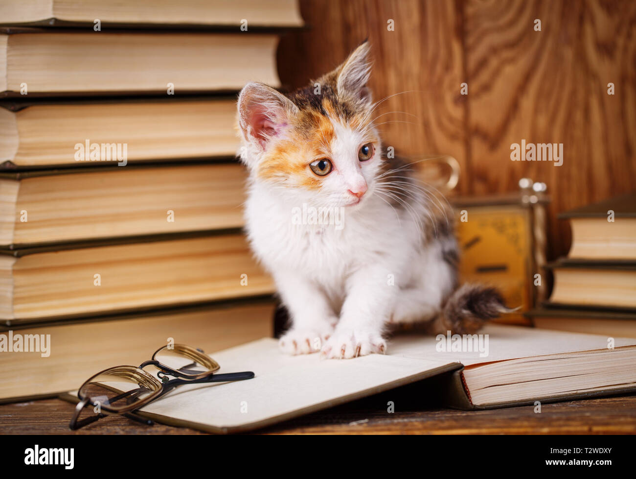 The cat on the bookshelf. The book lays glasses. A playful cat on the ...