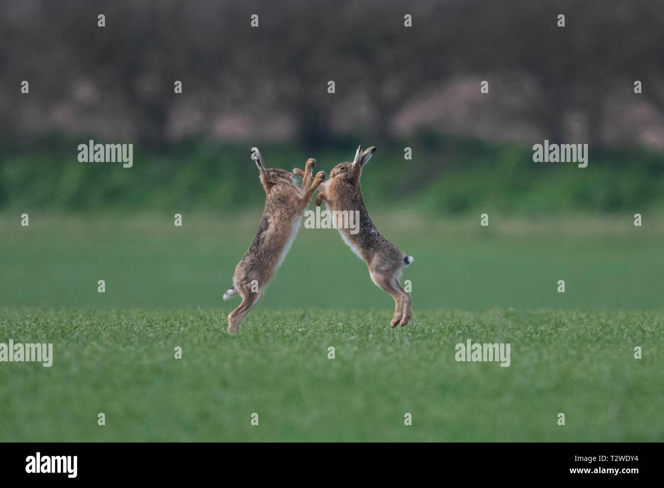Two boxing hares hi-res stock photography and images - Alamy
