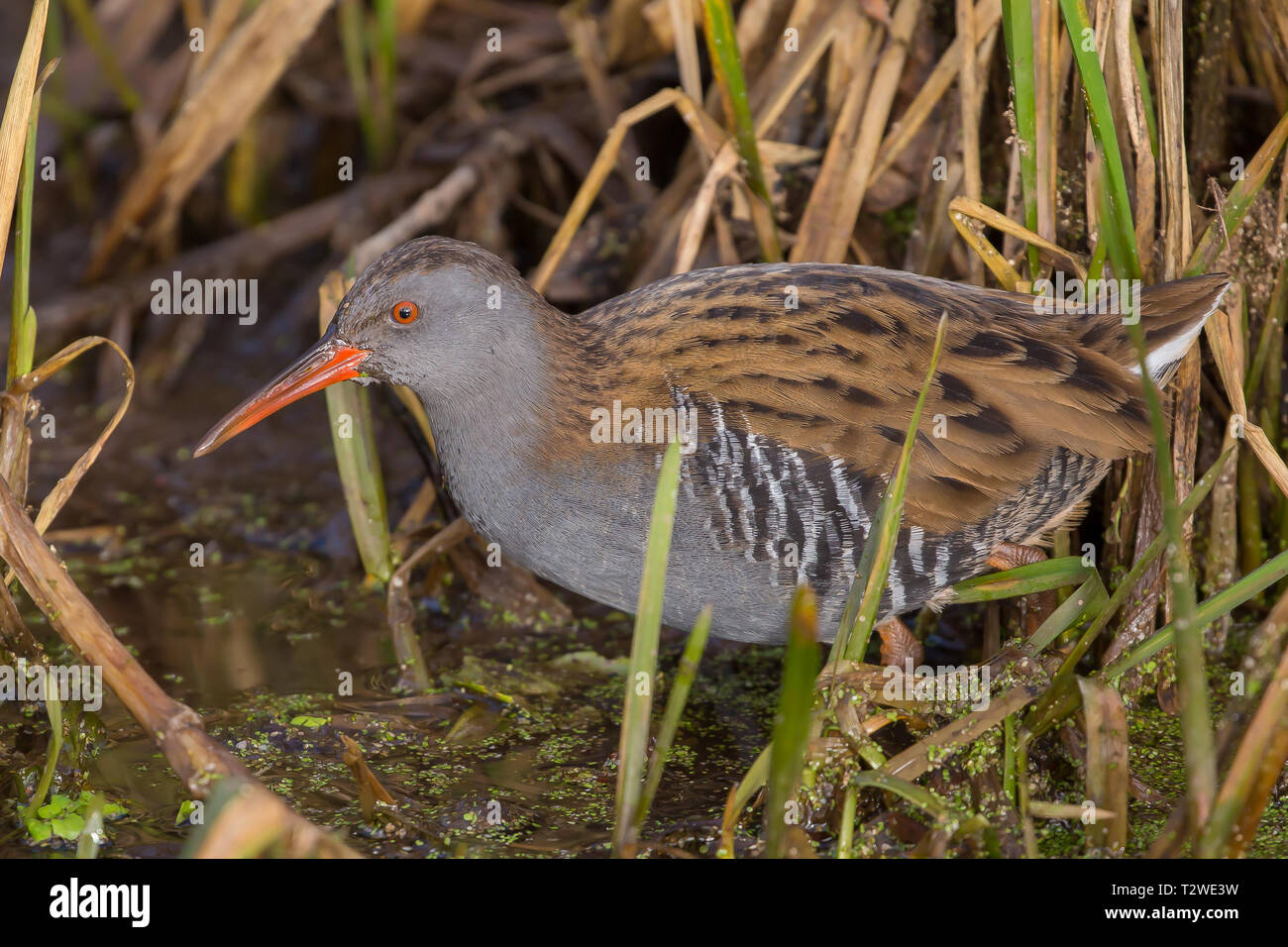 Detailed, close-up side view of the secretive water rail bird (Rallus ...