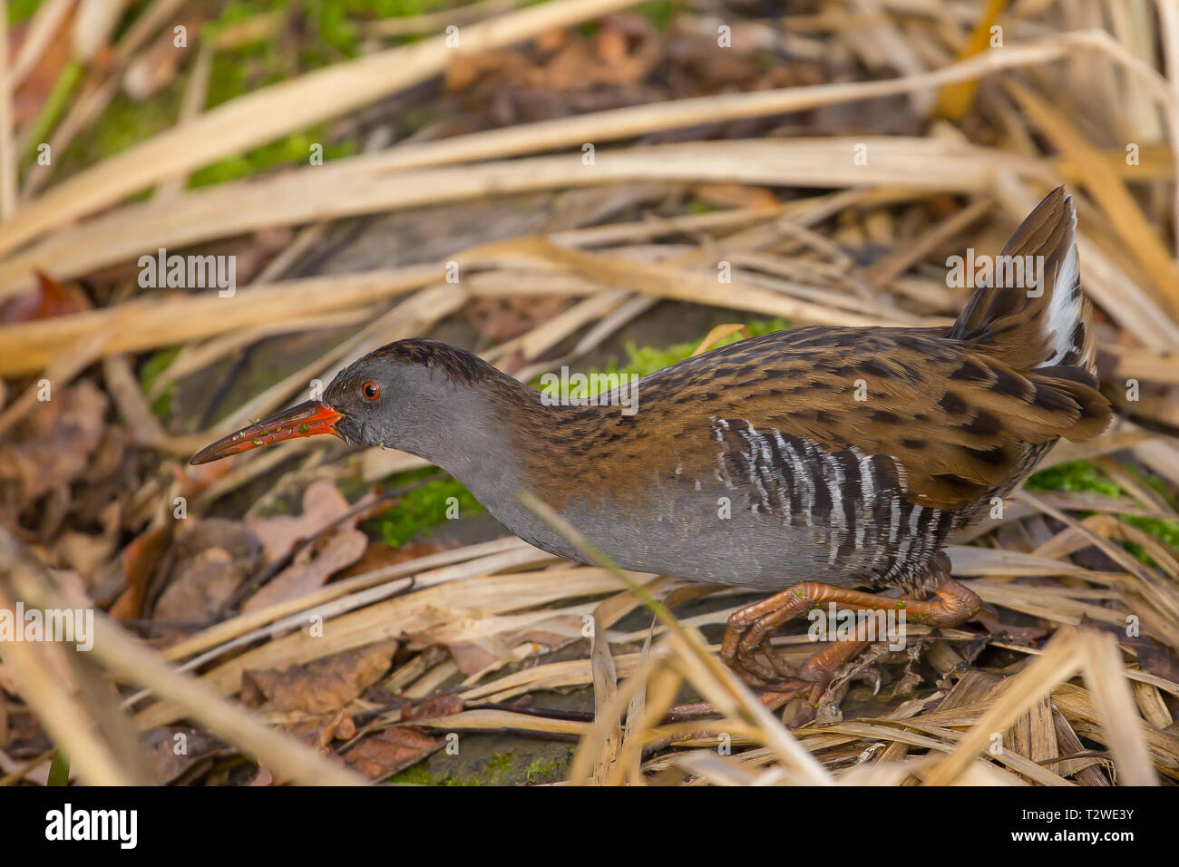 Secretive bird hi-res stock photography and images - Alamy