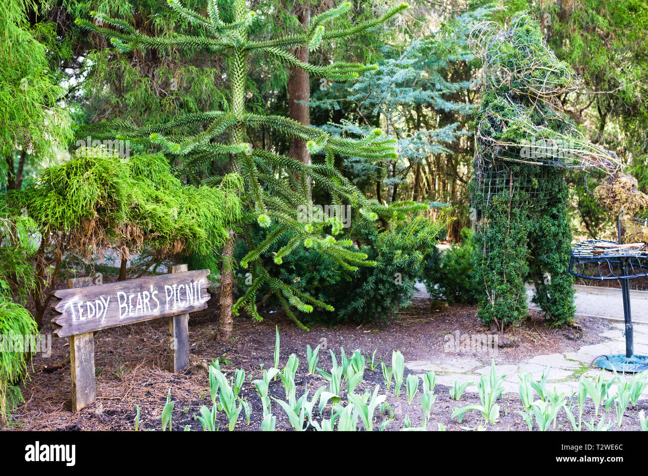 Monkey puzzle trees hi-res stock photography and images - Alamy