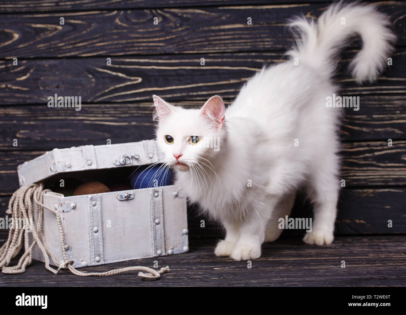 White cat hogging near the chest with balls. Cat with a raised tail ...