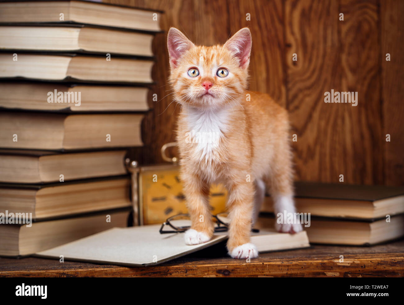 Fluffy Kitten walking on an open book. Inquisitive kitten on book shelf ...