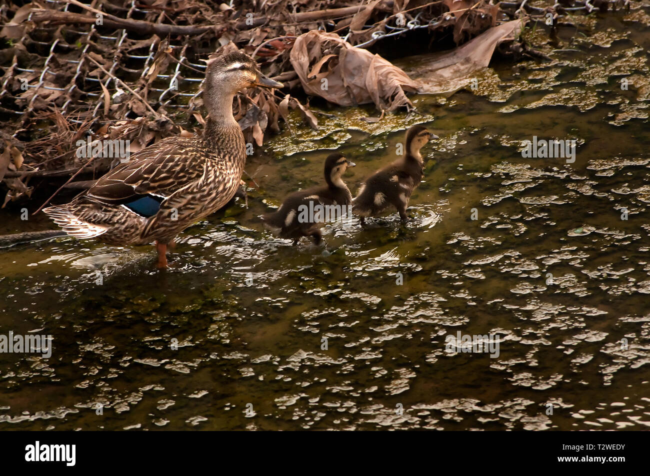 A mother duck and her two ducklings walk amid storm debris after an F-5 ...