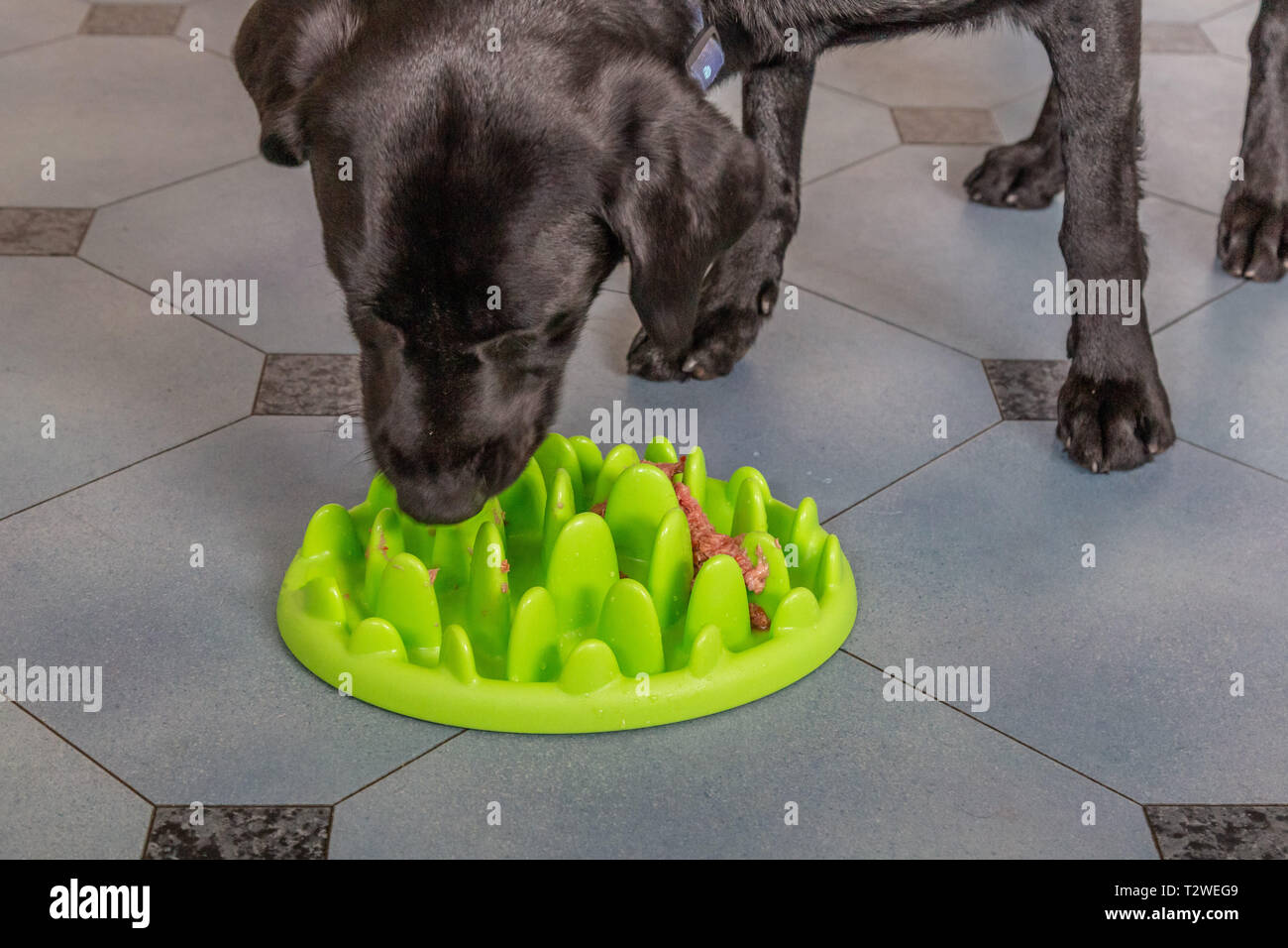 Dog eating slow hi-res stock photography and images - Alamy