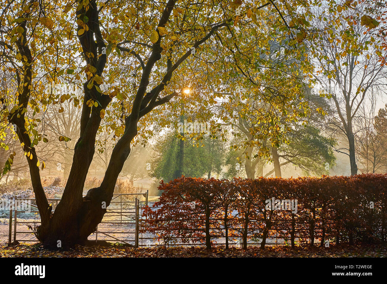 Beautiful morning sunshine in an autumn morning Stock Photo - Alamy