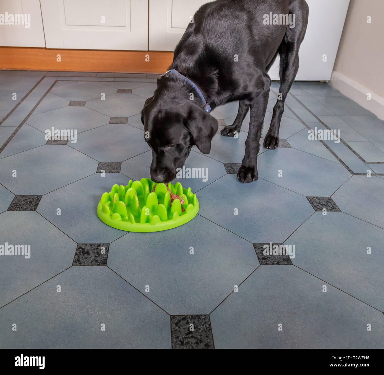 Gastric torsion hi-res stock photography and images - Alamy