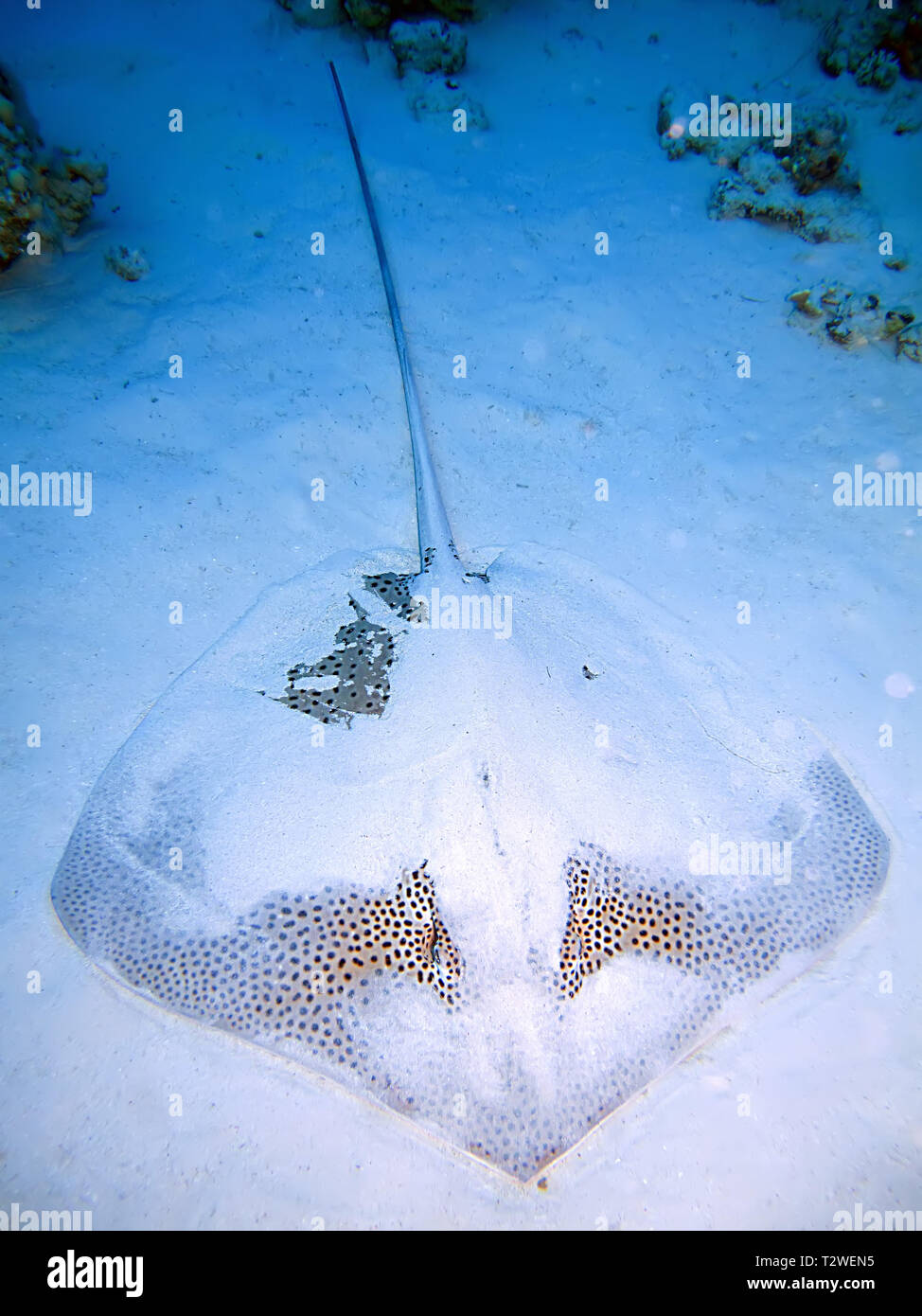 Honeycomb stingray hi-res stock photography and images - Alamy