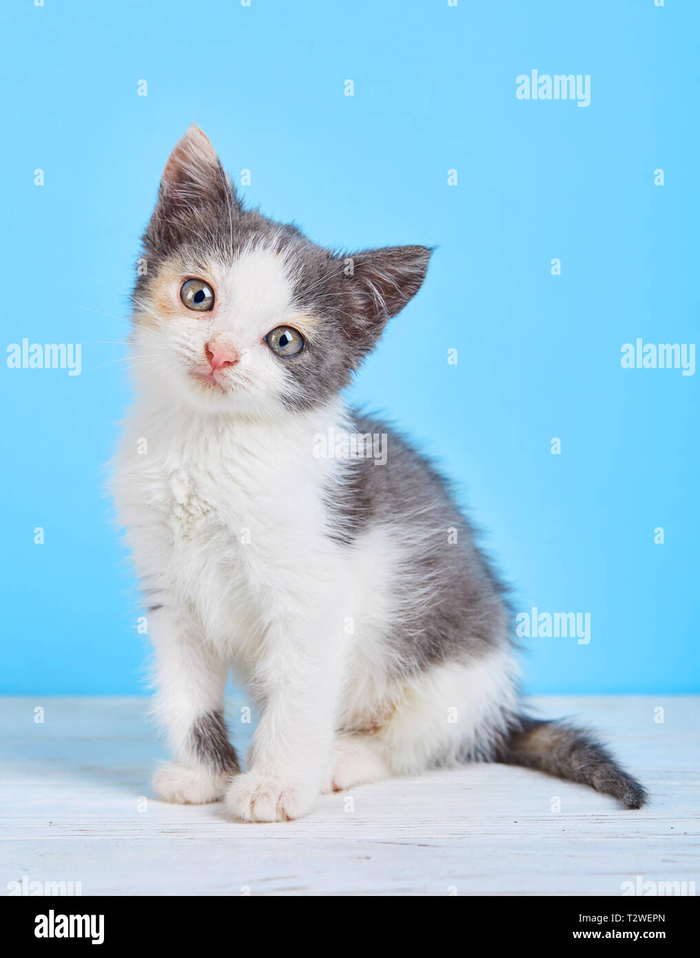 Tilted his head hi-res stock photography and images - Alamy