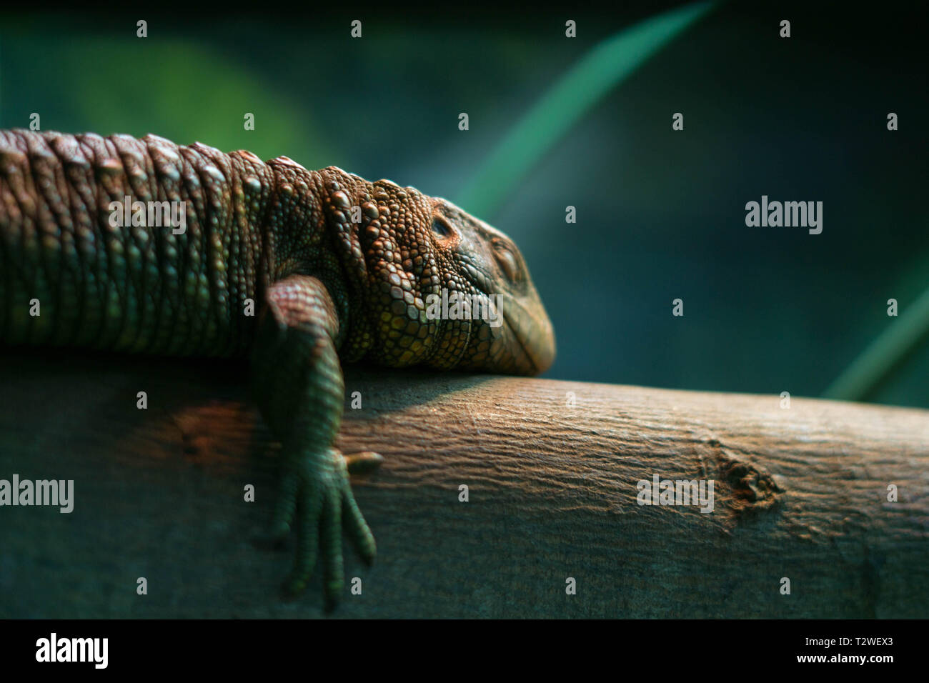 Iguana on a tree hi-res stock photography and images - Alamy