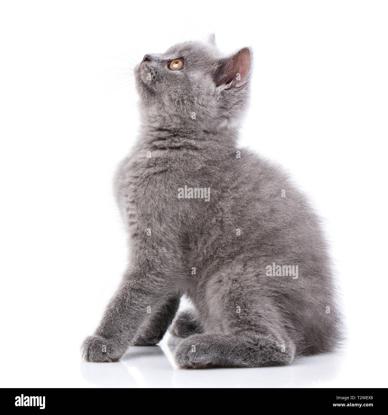 Scottish straight kitten. Gray cat sits sideways and looking up ...