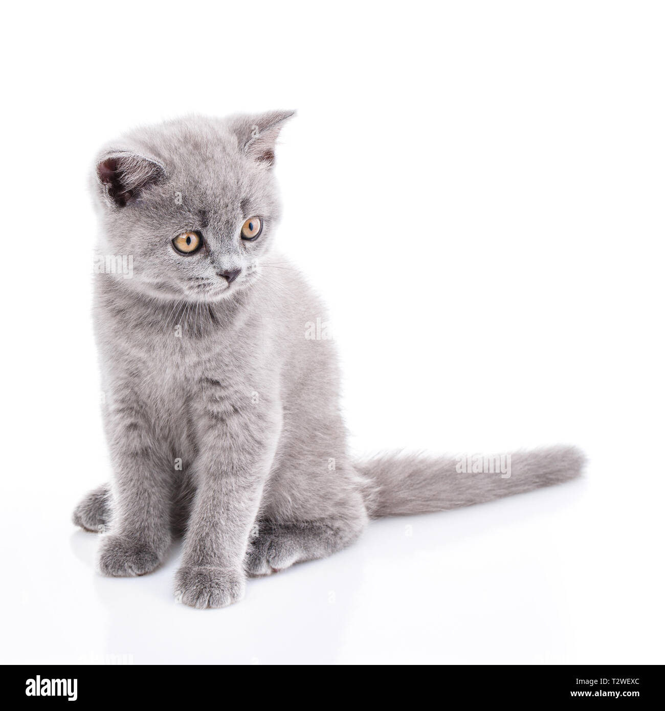 Gray kitten looking to the right. Playful kitten explores new territory ...