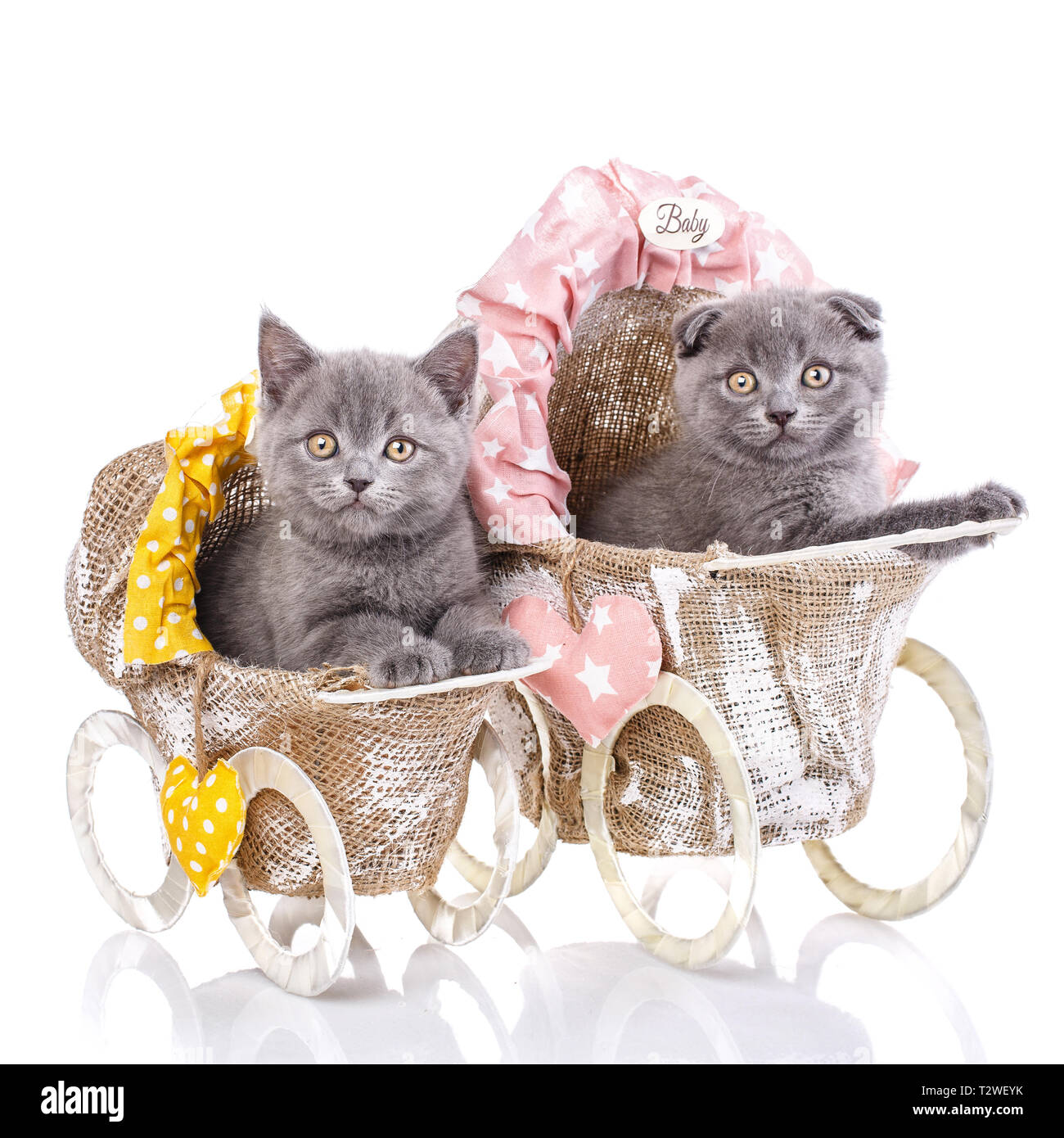 Scottish straight and scottish fold kittens. Two kittens in the ...