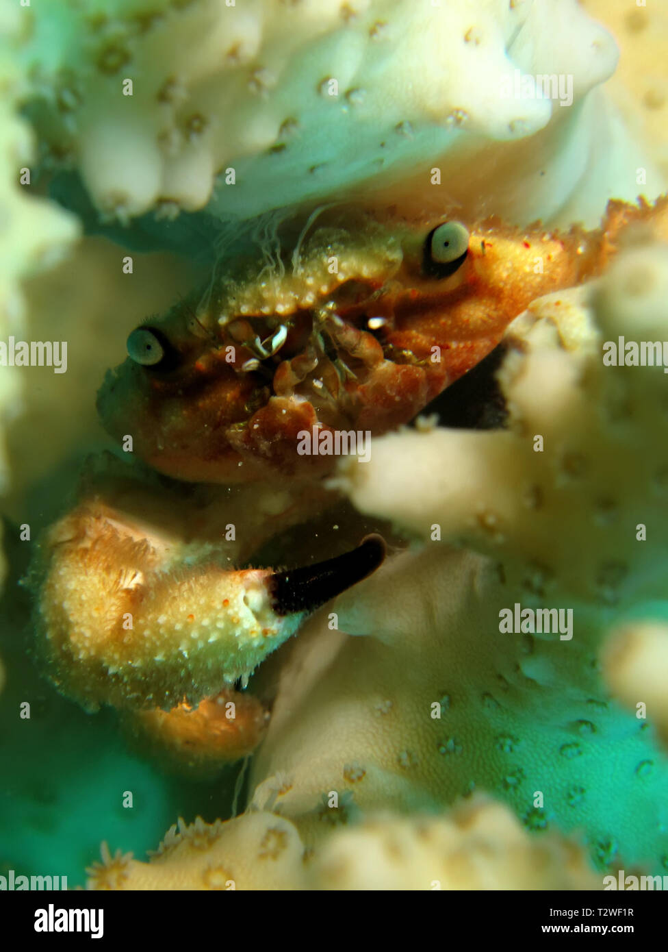 Reef crab hi-res stock photography and images - Alamy